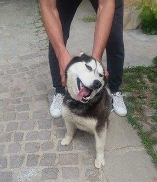 Хепиенд! Загубеното хъски в Смирненски вече си е у дома СНИМКИ ...