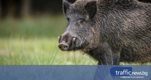 Пробите на две диви прасета край Доспат са били положителни за ...