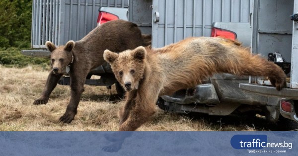 Върнаха отново в дивата природа трите спасени мечета - trafficnews.bg