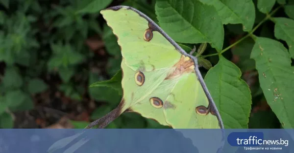 Жива Африканска лунна пеперуда се появи в Природонаучния музей ...